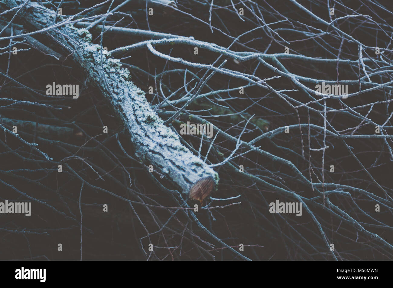 Textured and colorful branches. Abstract composition. Background Stock ...