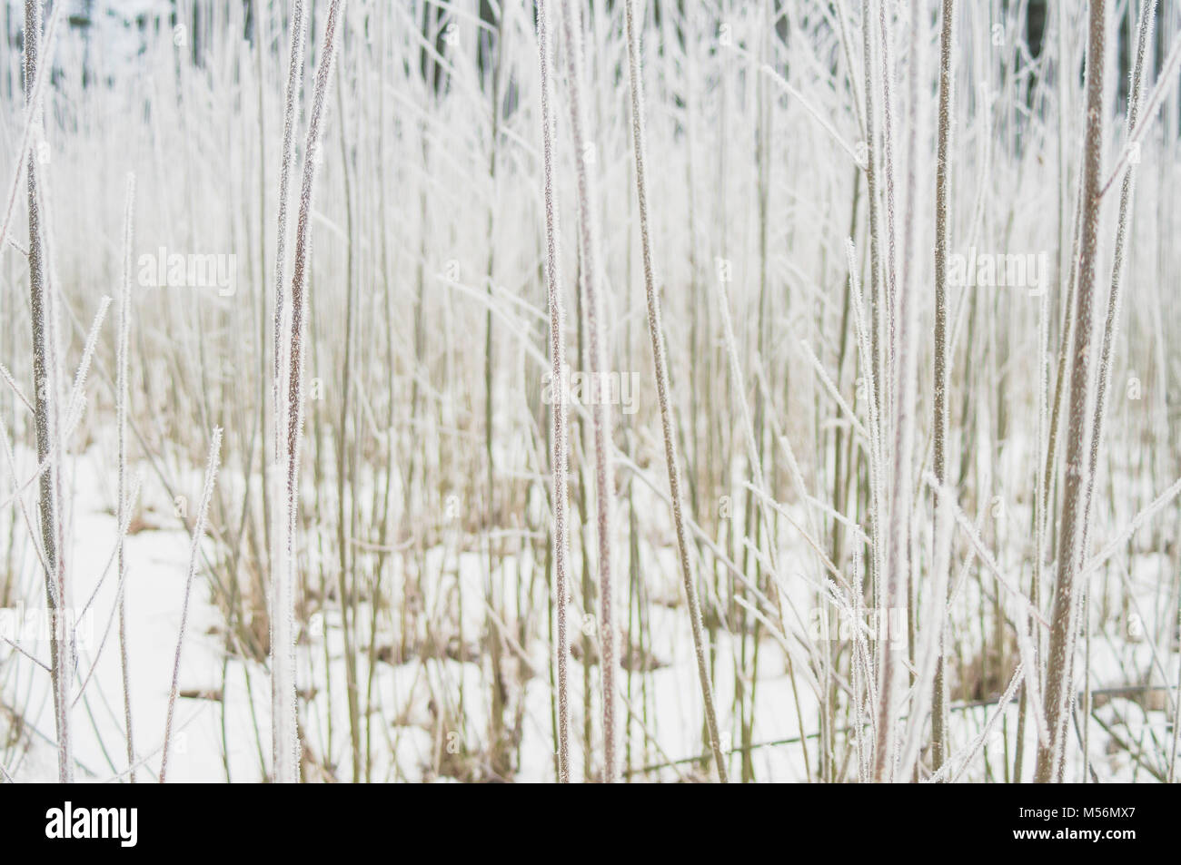 Frozen branches. Fresh winter morning Stock Photo - Alamy