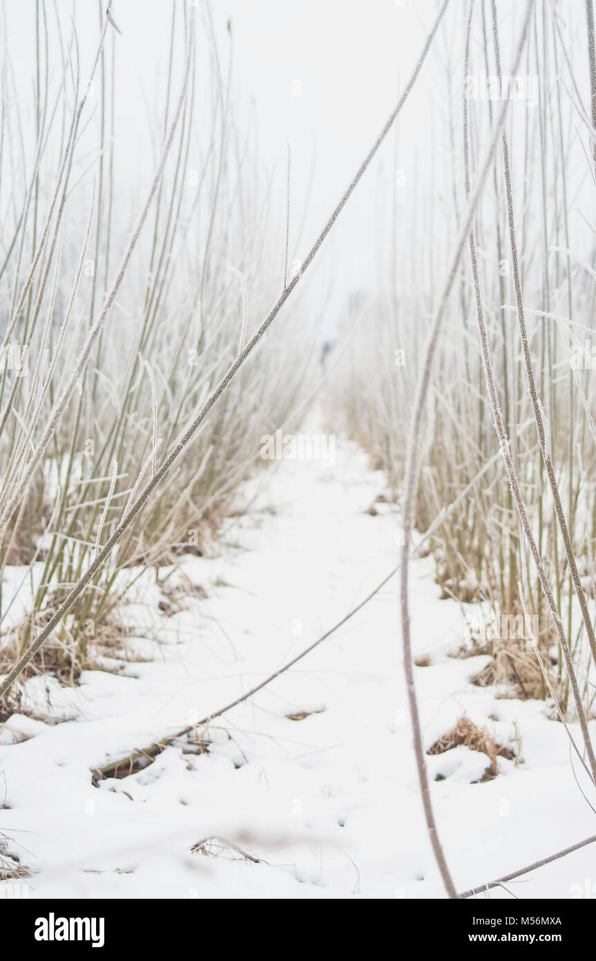 Frozen branches. Fresh winter morning Stock Photo - Alamy