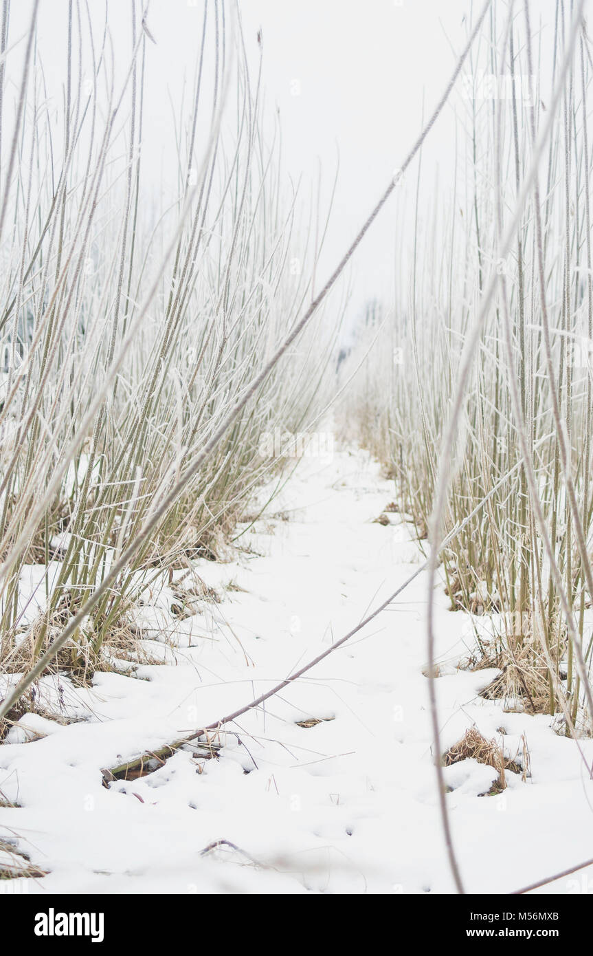 Frozen branches. Fresh winter morning Stock Photo - Alamy