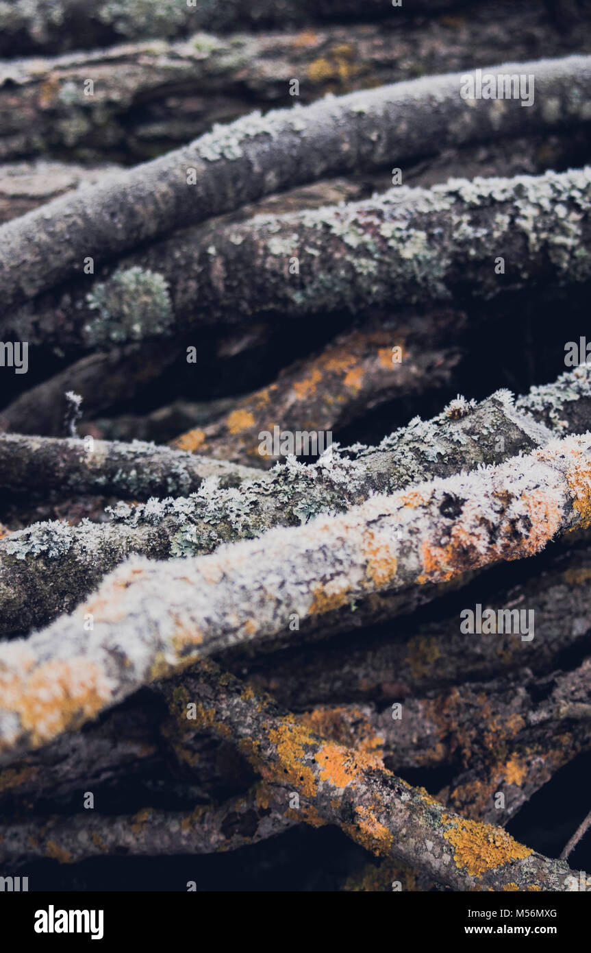 Abstract Trunk Branches High Resolution Stock Photography and Images ...