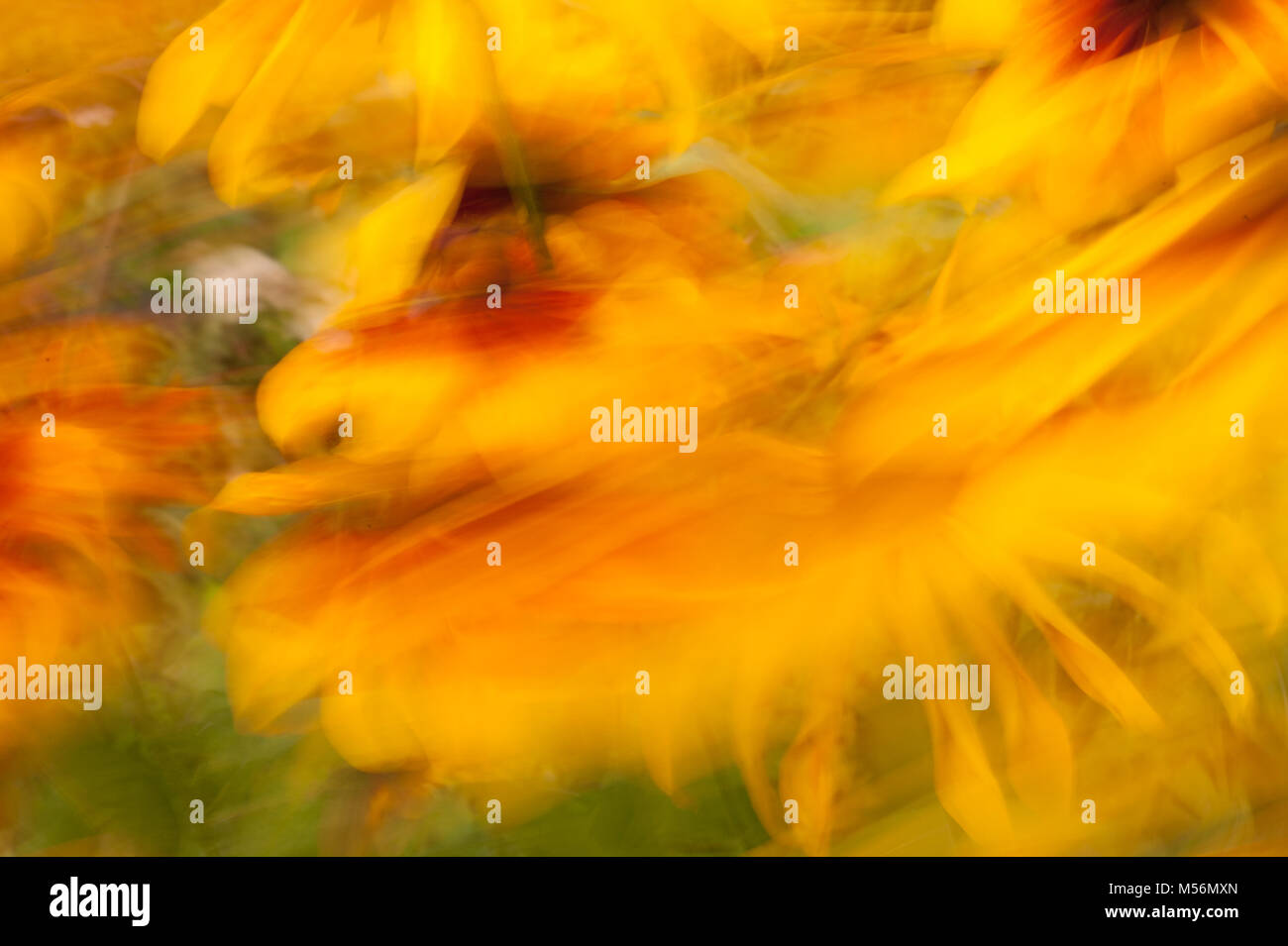 Windy garden hi-res stock photography and images - Alamy