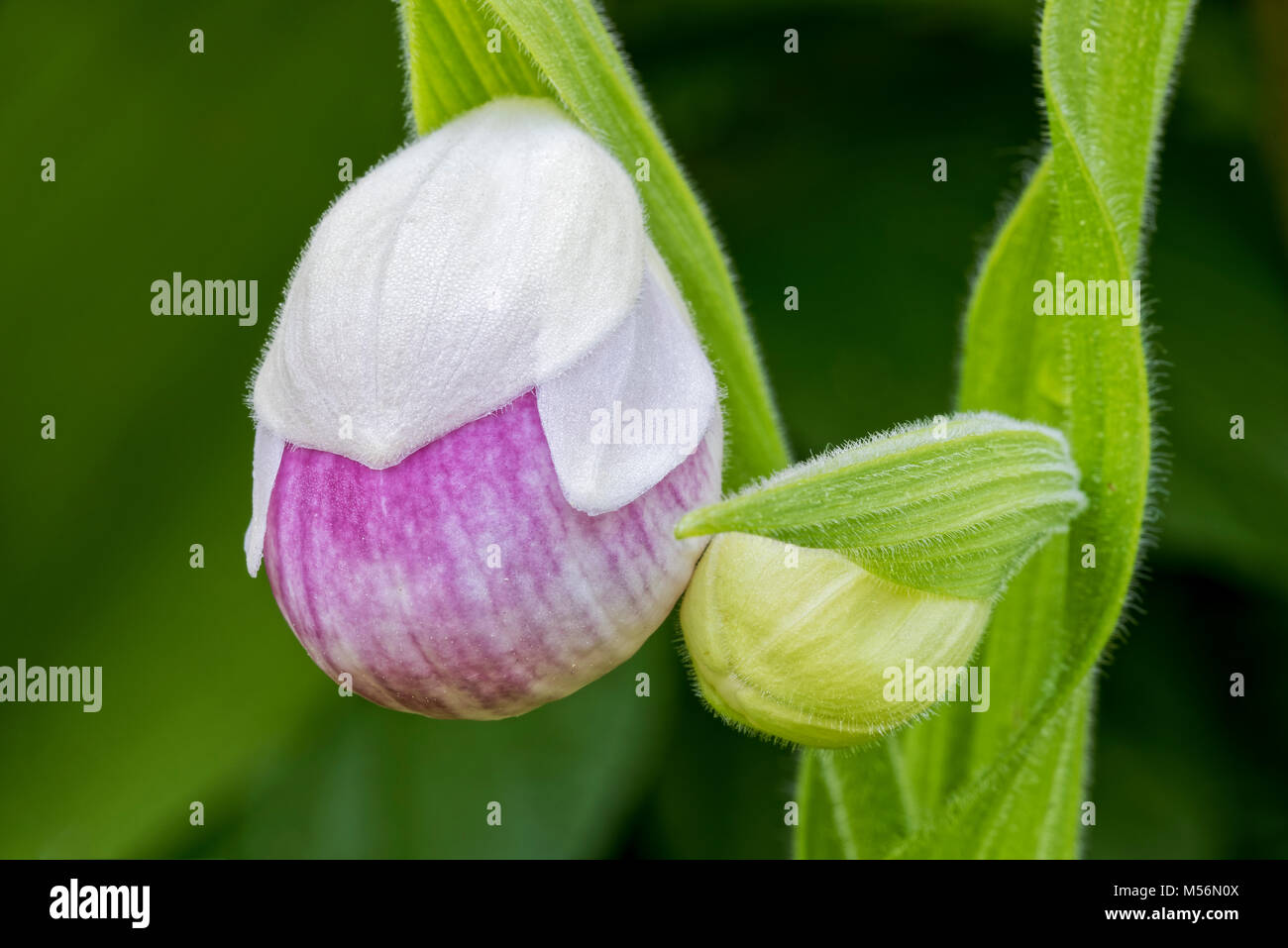 Lady bud hi-res stock photography and images - Alamy