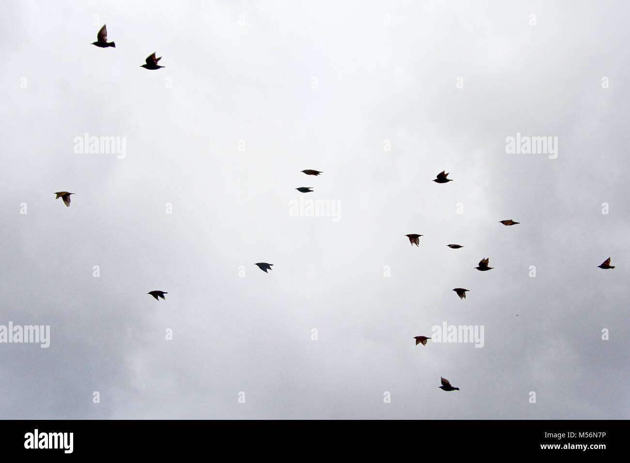 Silhouettes of flying birds on a cloudy sky Stock Photo - Alamy