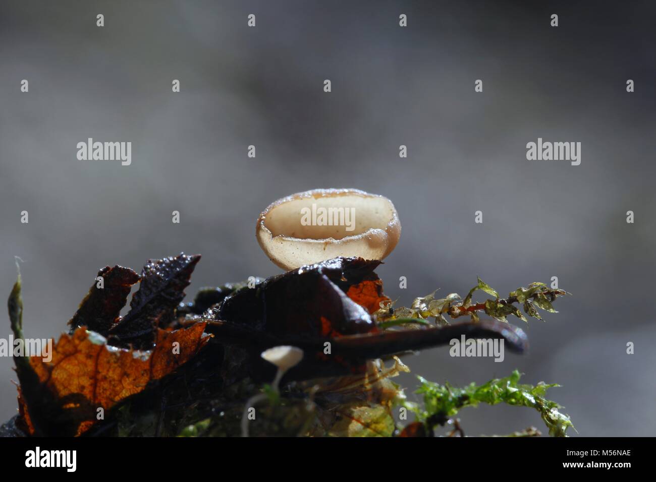 Alder Goblet, Ciboria caucus Stock Photo - Alamy