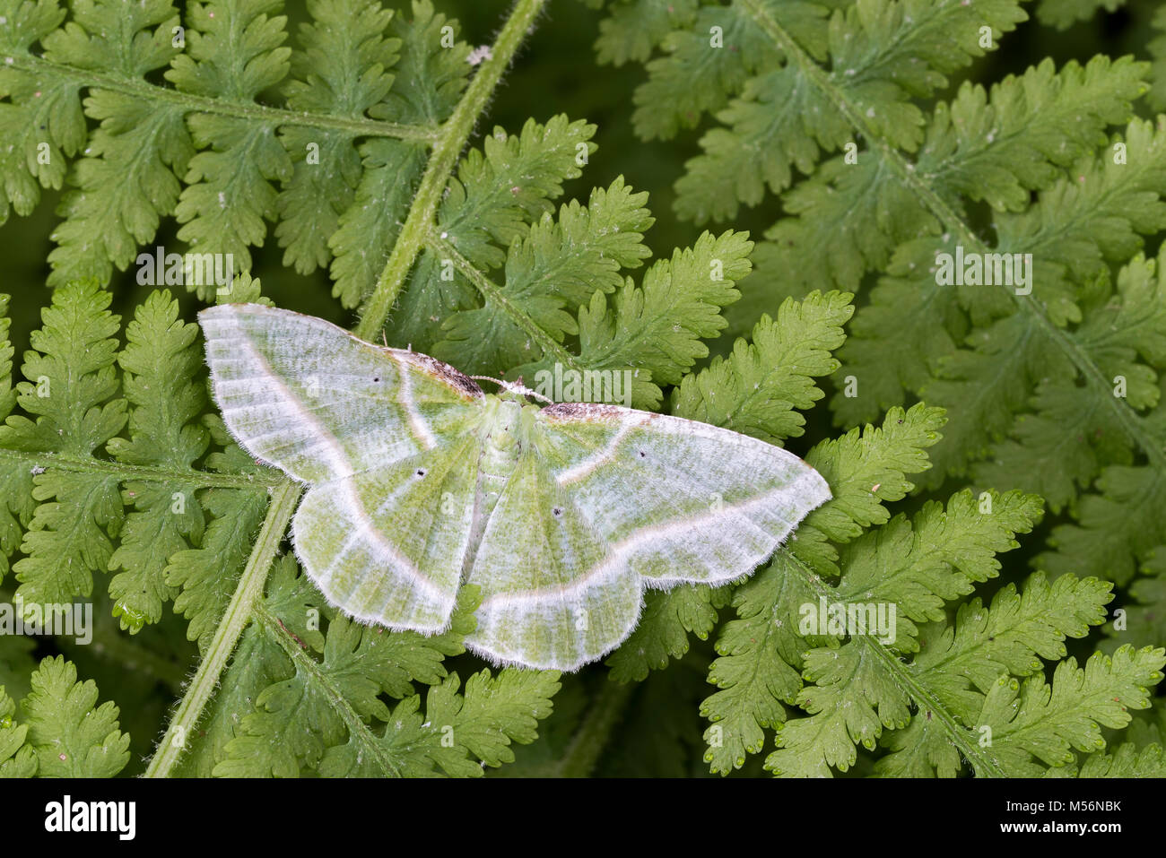 Showy Emerald Moth resting on Hay-scented Ferns. Cove Mountain Preserve ...