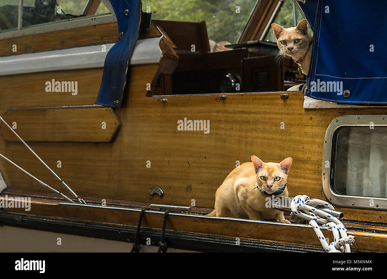 Windsor riverside. One of parked boats with living ginger cats on it ...