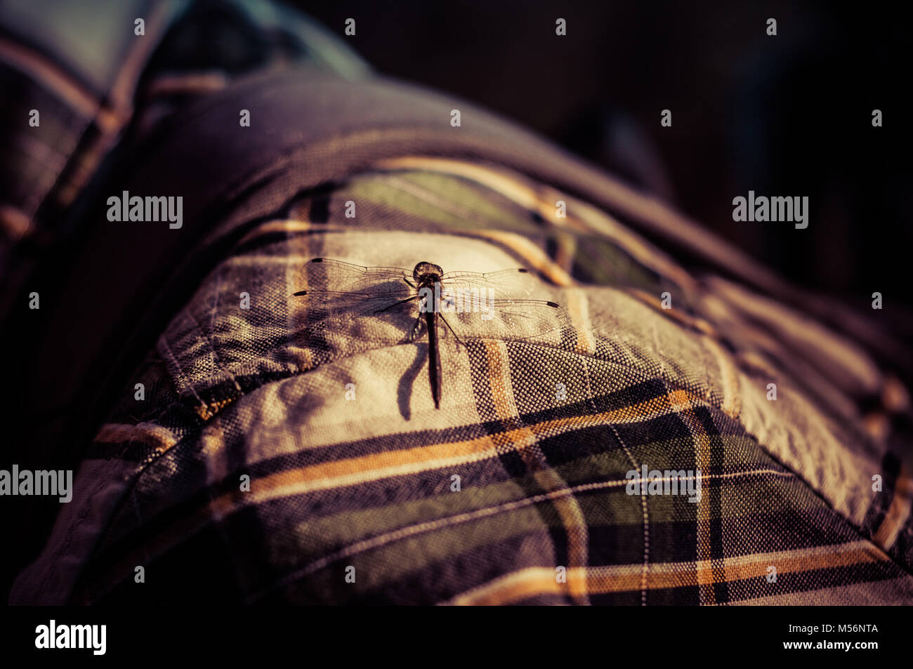 Riverside bugs hi-res stock photography and images - Alamy