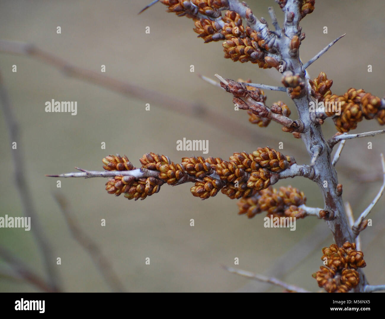 Twig with winter buds hi-res stock photography and images - Alamy