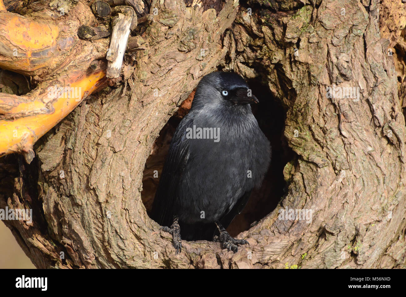 Jackdaws Nest High Resolution Stock Photography and Images - Alamy