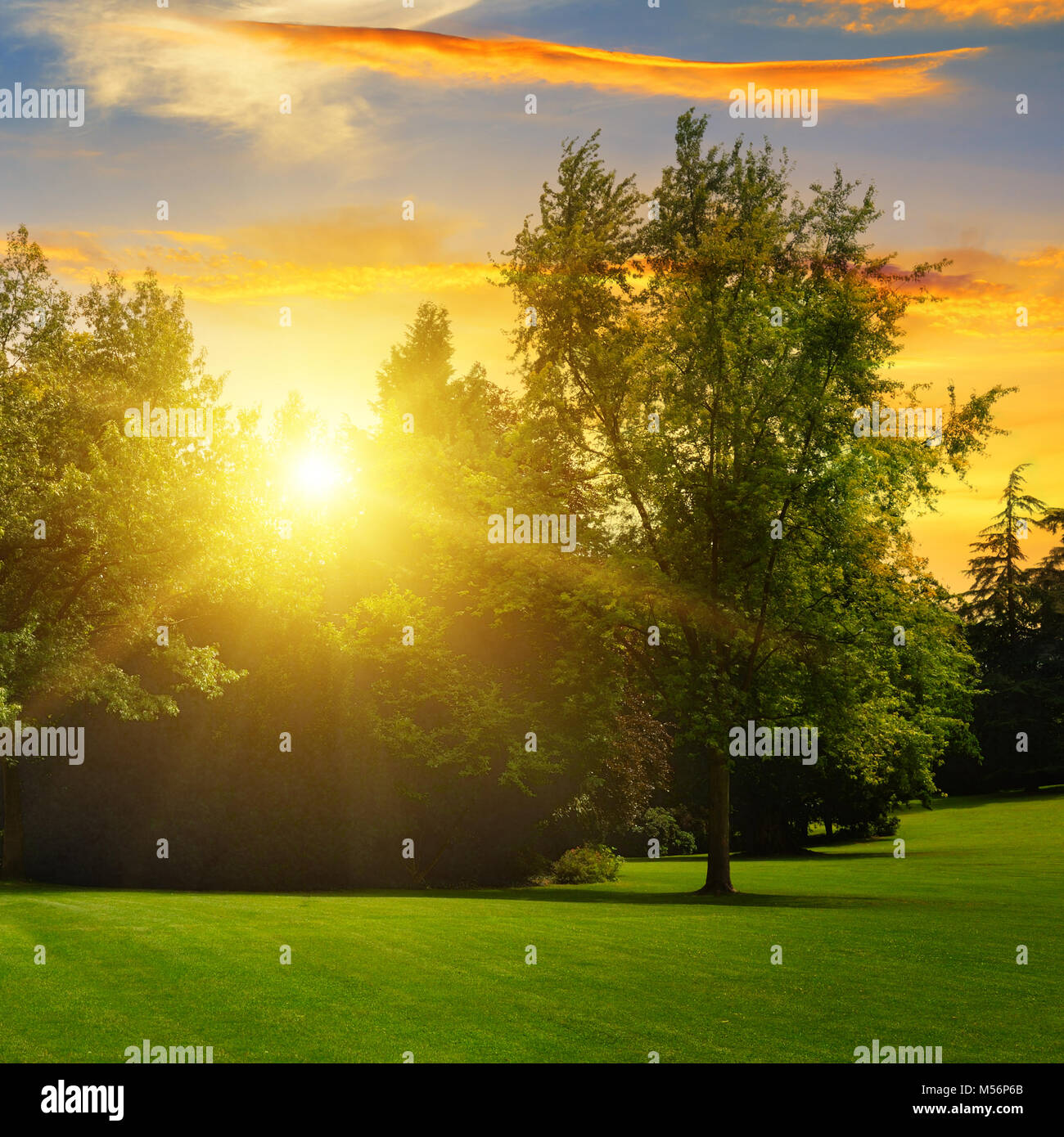 beautiful summer park and sunset Stock Photo - Alamy