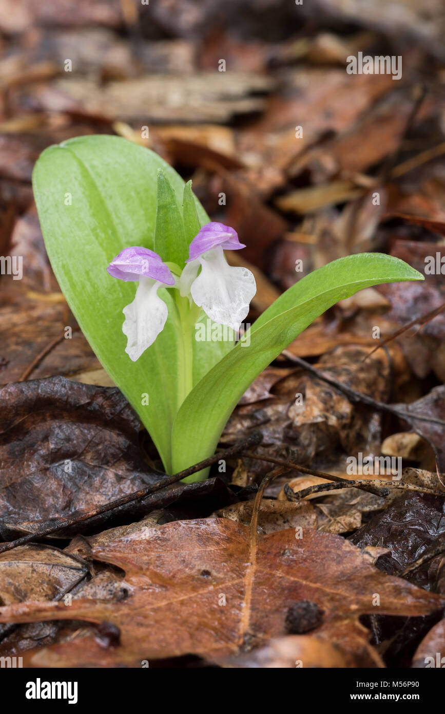 Showy Orchis (Galearis spectabilis) in full bloom at Rannel's Kettle ...