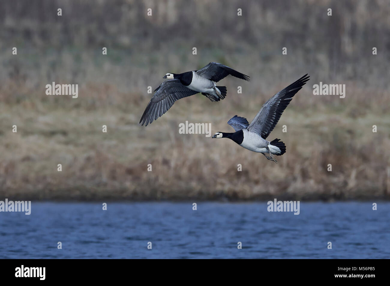 Barnacle geese in flight with blue skies in the background Stock Photo ...