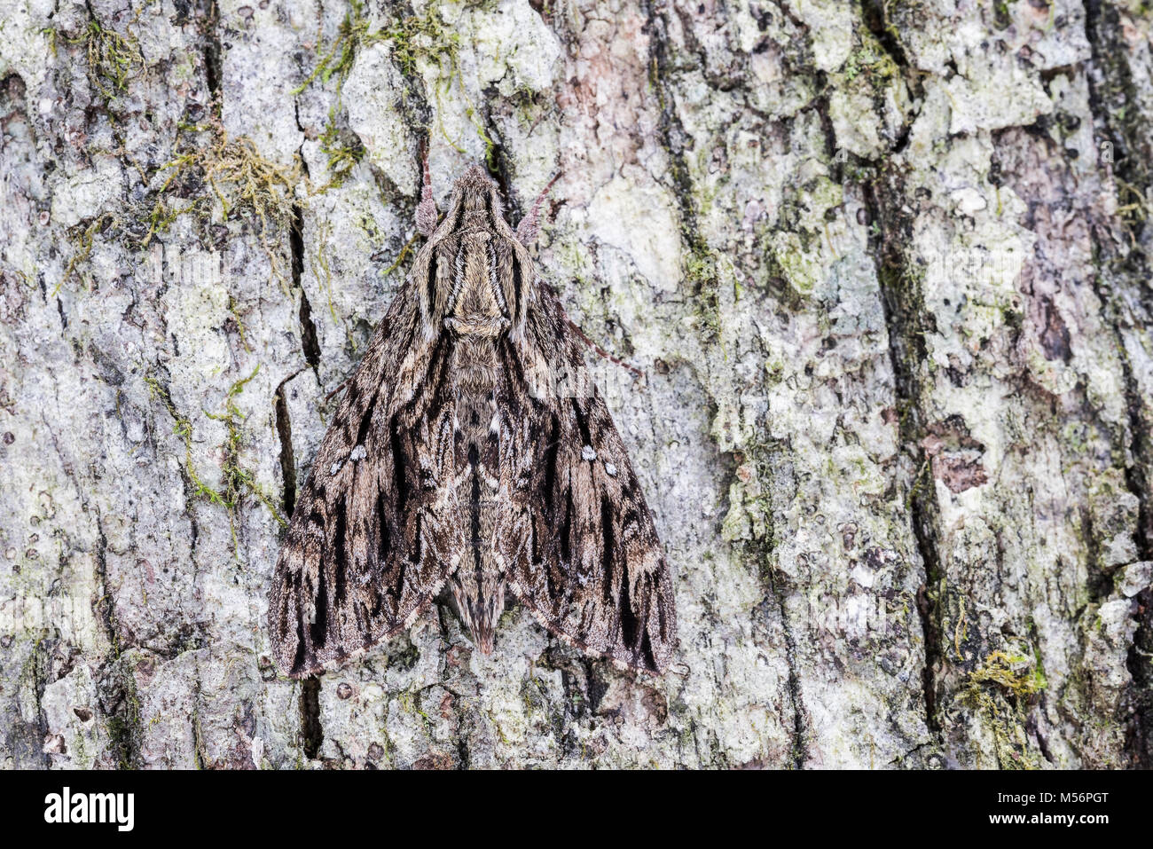 Hermit sphinx moth hi-res stock photography and images - Alamy