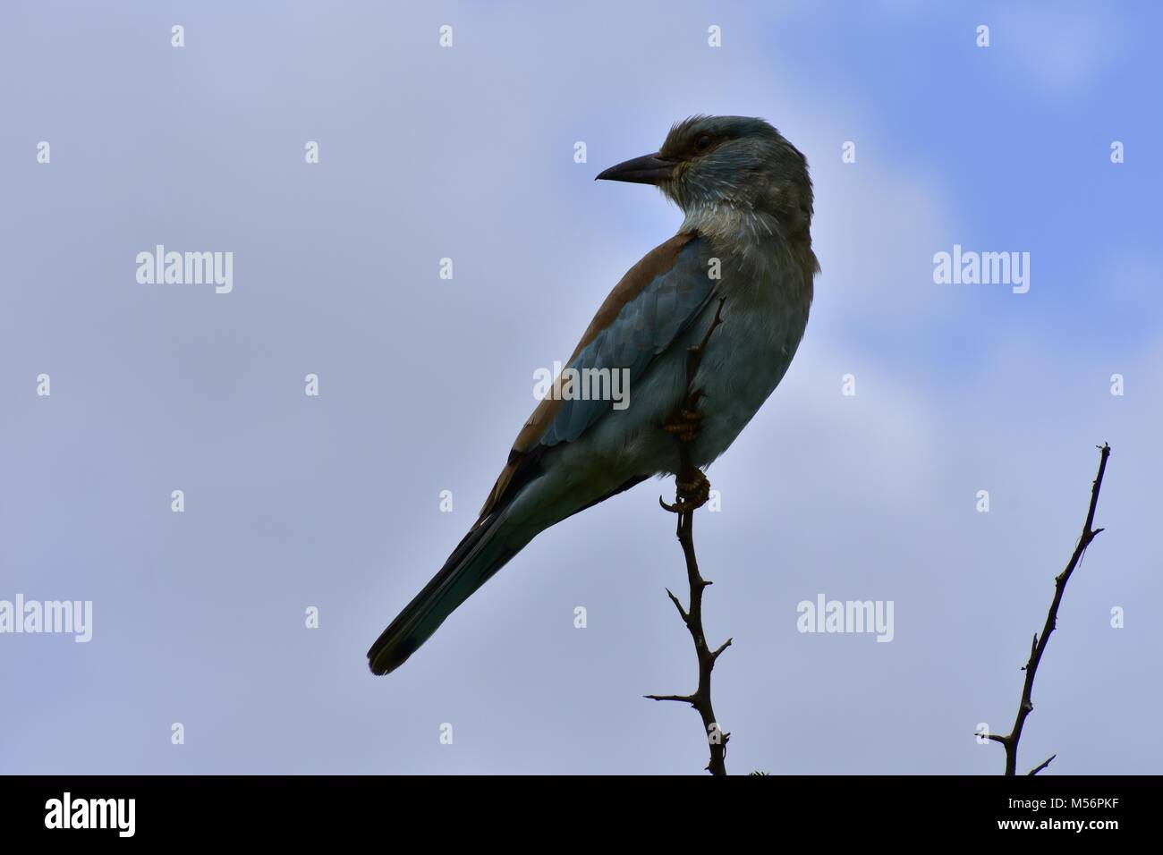 A Bird With Beautiful Smooth Feathers. It is also wearing great colours ...