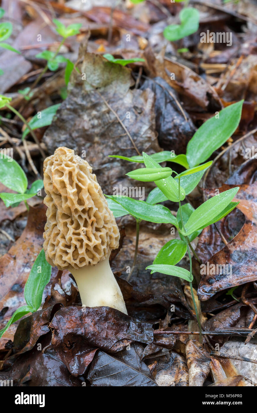 Yellow Morel (Morchella esculenta) Fresh specimen on forest floor in ...