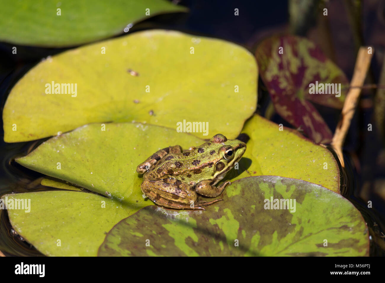 Frog on a lily pad Stock Photo - Alamy