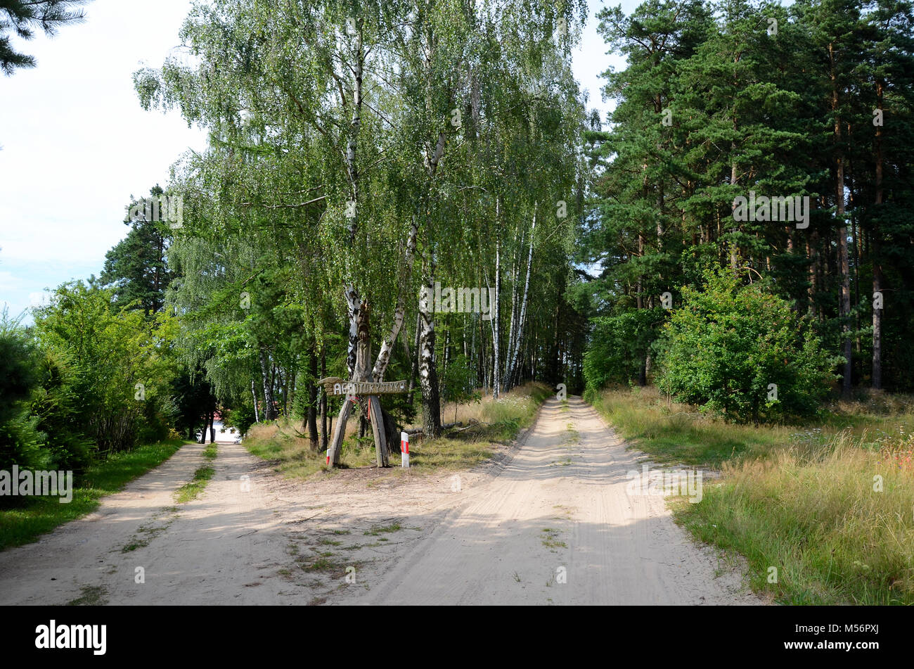 Sandy road in the forest Stock Photo - Alamy
