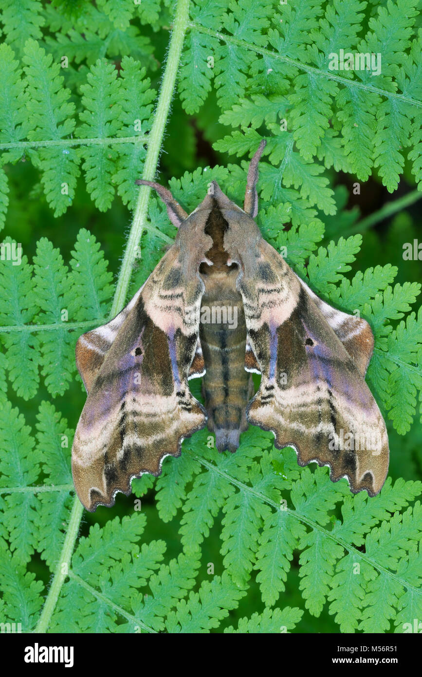 Blinded Sphinx Moth resting on Hay-scented fern at Cove Mountain ...