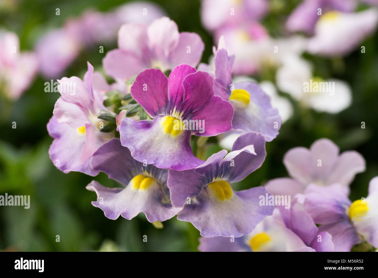 Tiny lavender blooms hi-res stock photography and images - Alamy