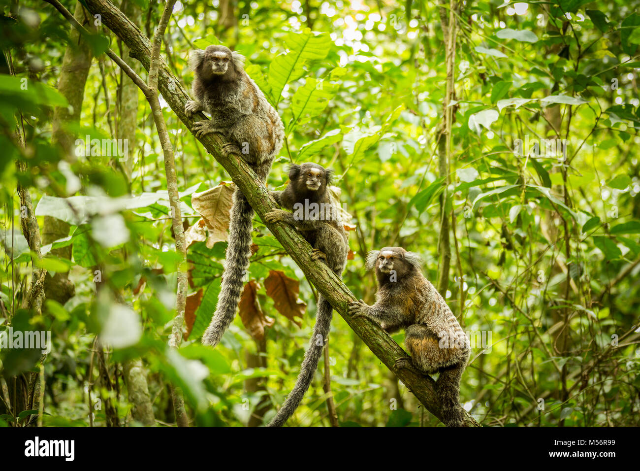 Macacos Callithrix Sagui Stock Photo - Alamy