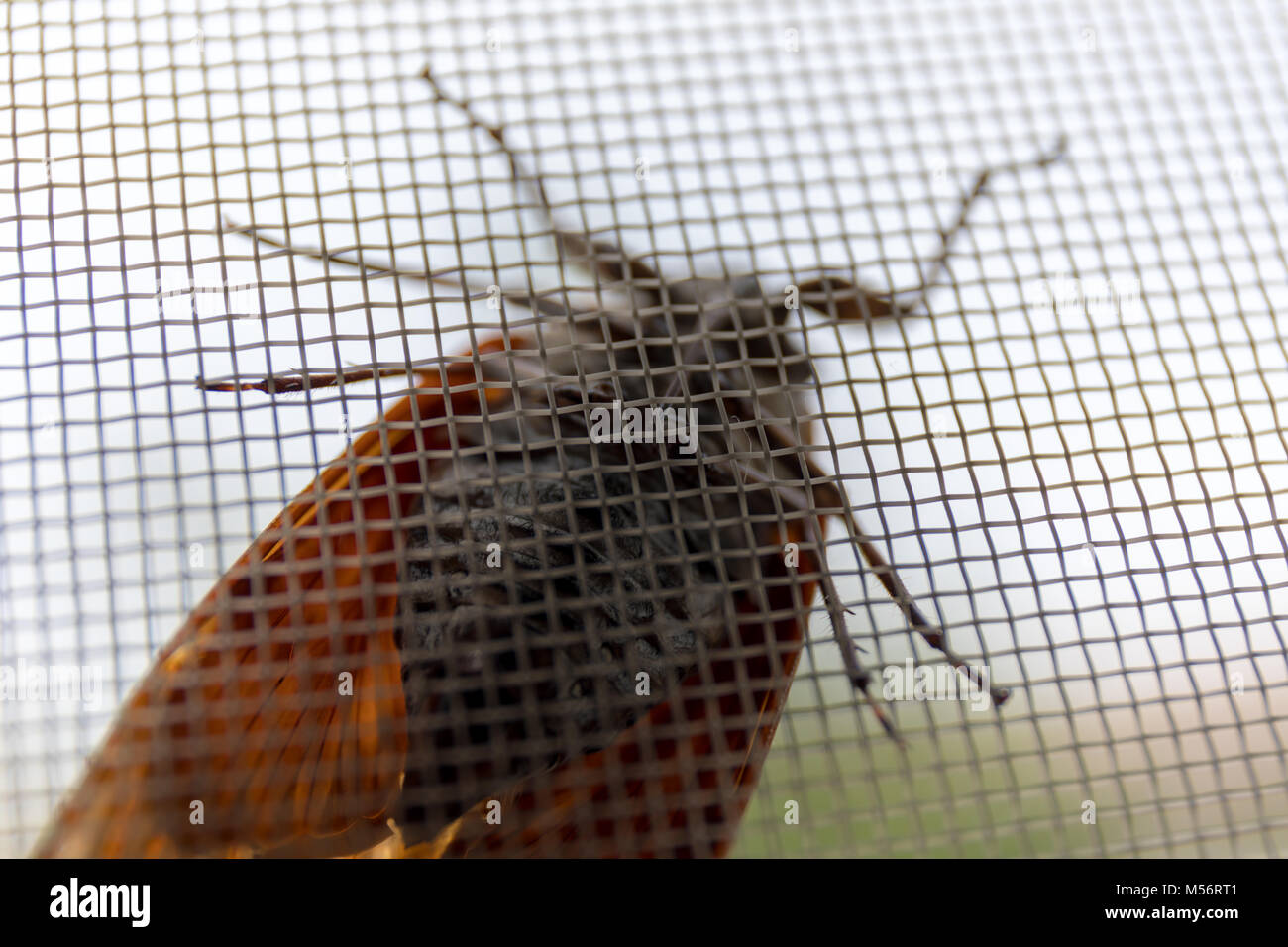 Cicada on a wire screen; Tokyo, Japan Stock Photo - Alamy
