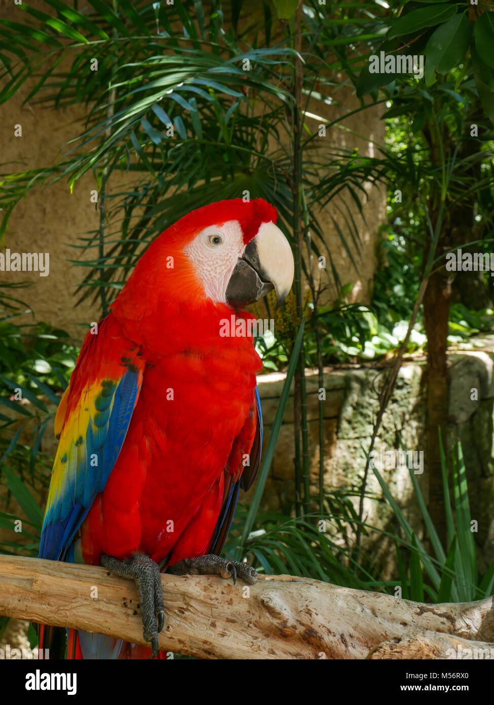 Guacamaya bird hi-res stock photography and images - Alamy