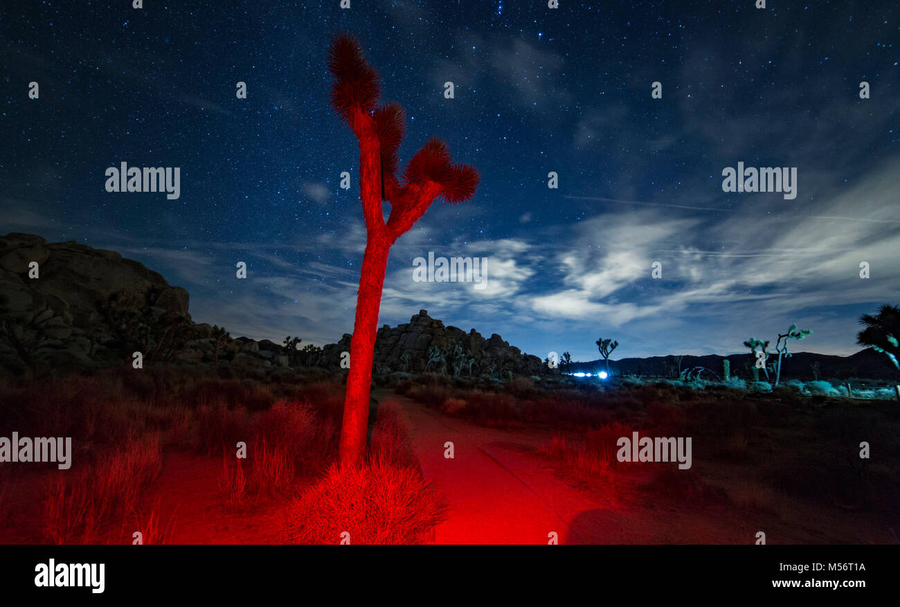 Red lights illuminate Joshua Trees at night with stars in the sky at ...