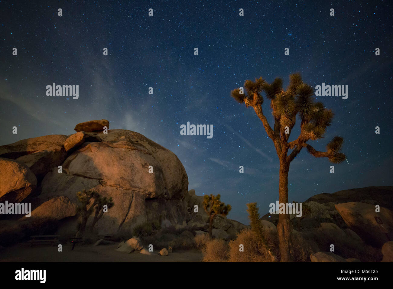 Rock formations and Joshua Trees at night with stars in the sky at ...