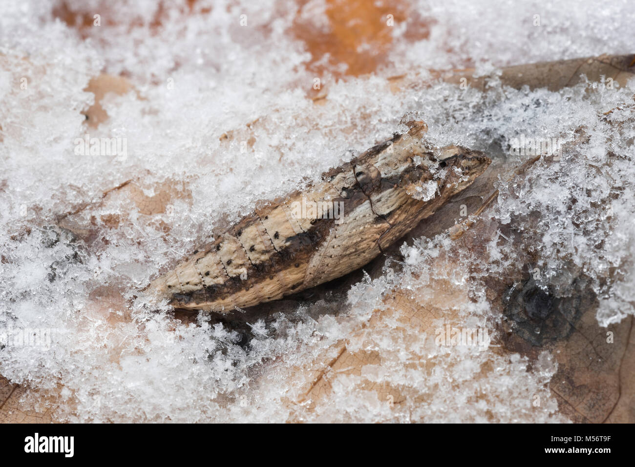 Tiger Swallowtail chrysalis after snowfall. Many chrysalis are made on ...
