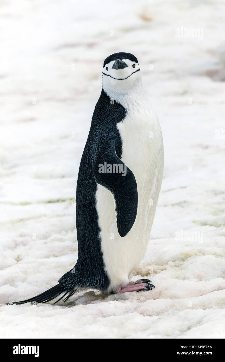 Stonecracker Penguin High Resolution Stock Photography and Images - Alamy