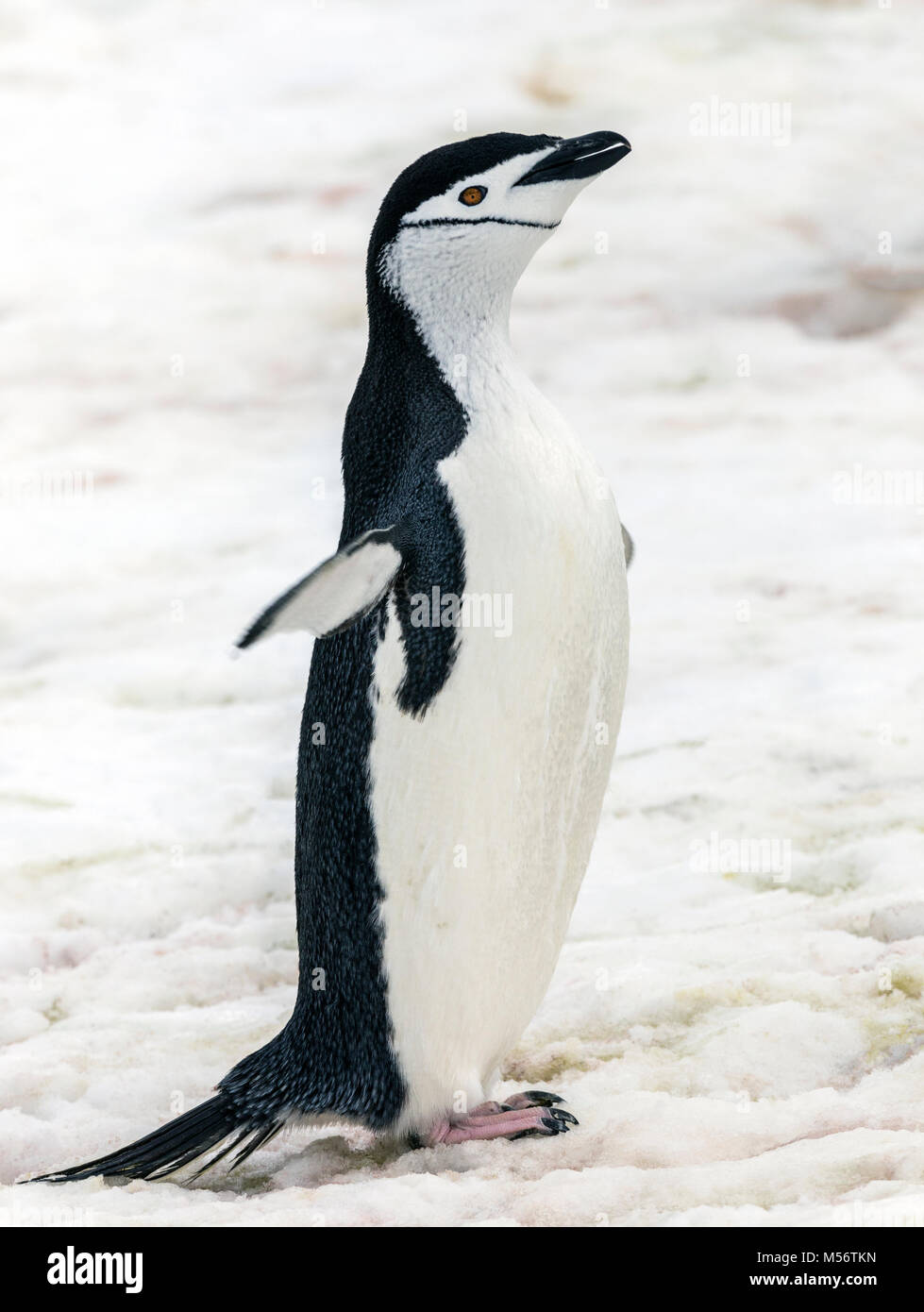 Penguin snow white antarctica hi-res stock photography and images - Alamy
