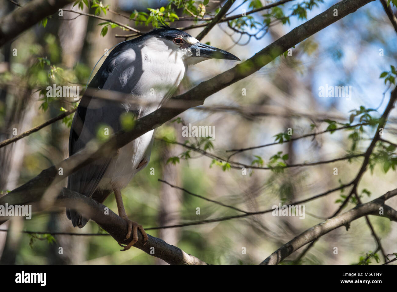 Black-crowned night heron (Nycticorax nycticorax) perched in a tree at ...