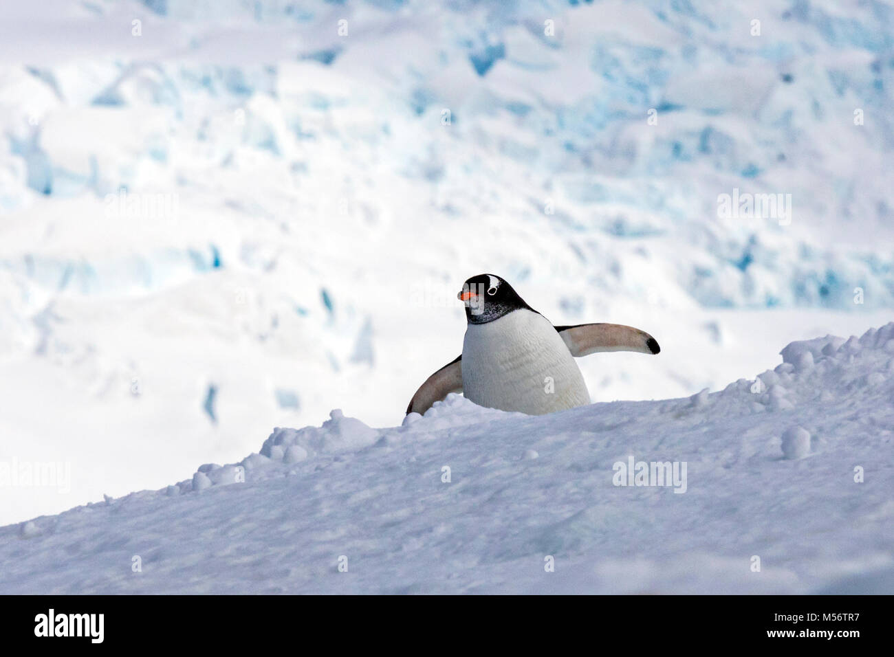 Long-tailed Gentoo penguin; Pygoscelis papua; Half Moon Island ...