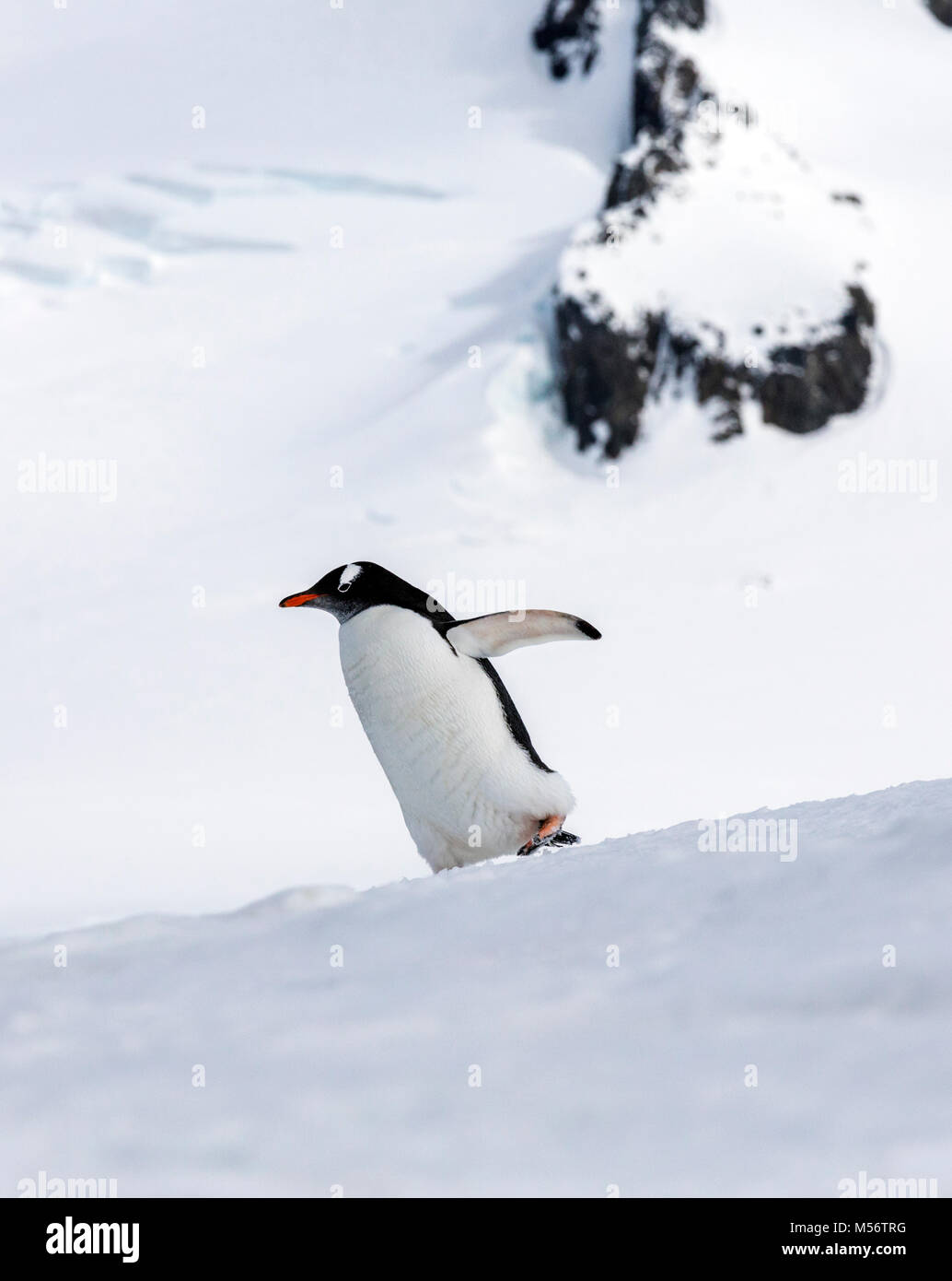 Long-tailed Gentoo penguin; Pygoscelis papua; Half Moon Island ...
