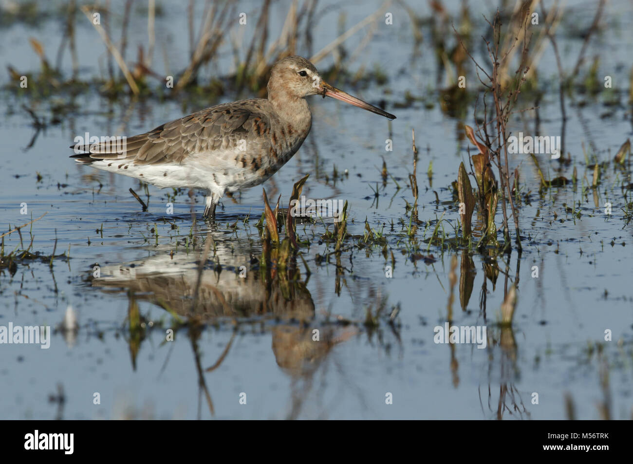 Waterlogged field bird hi-res stock photography and images - Alamy