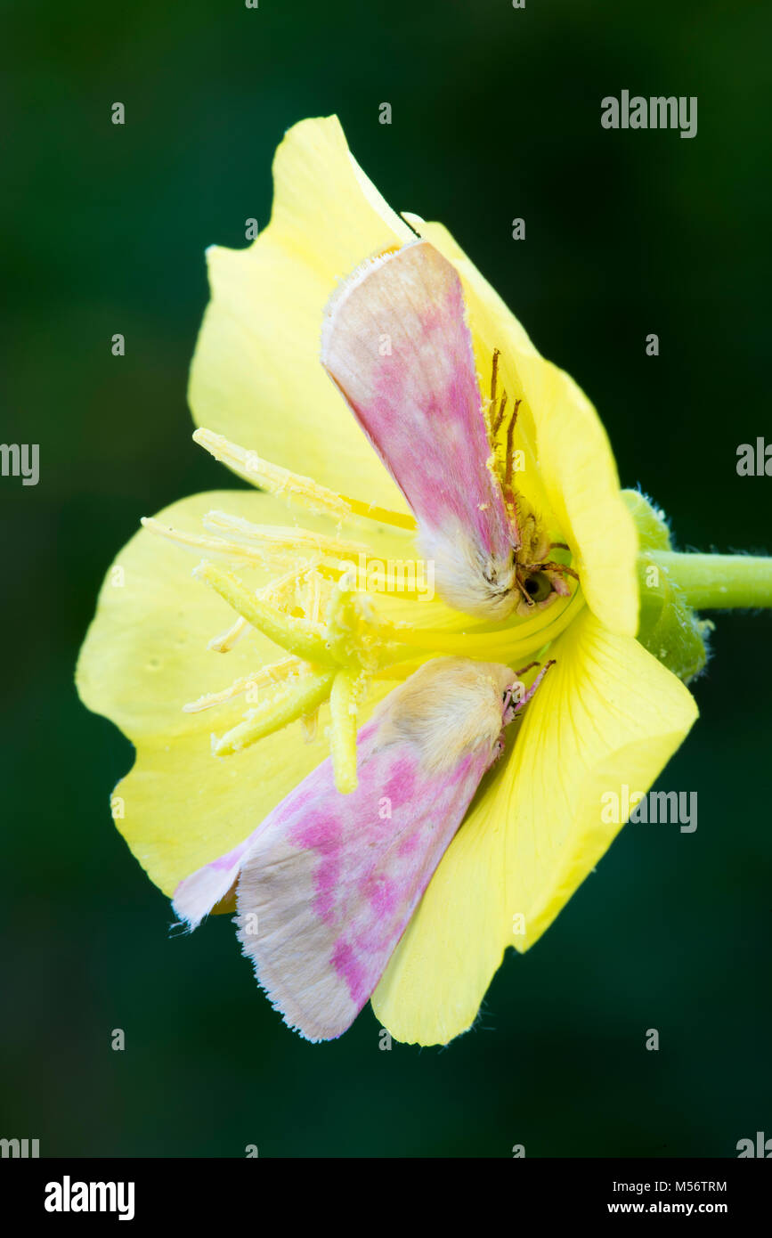 Primrose Moth (Schinia florida) 2 resting on Evening Primrose in early ...