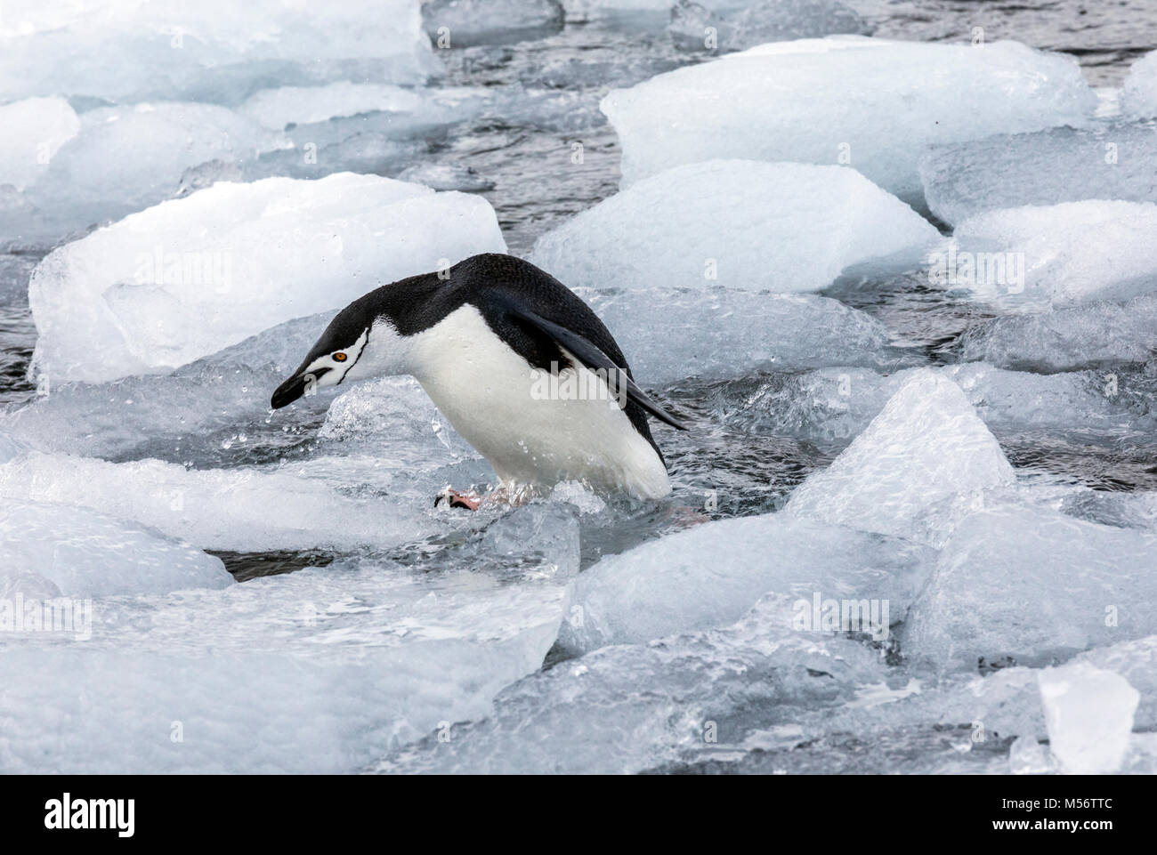 Chinstrap Penguins; Pygoscelis antarcticus; ringed penguin; bearded ...