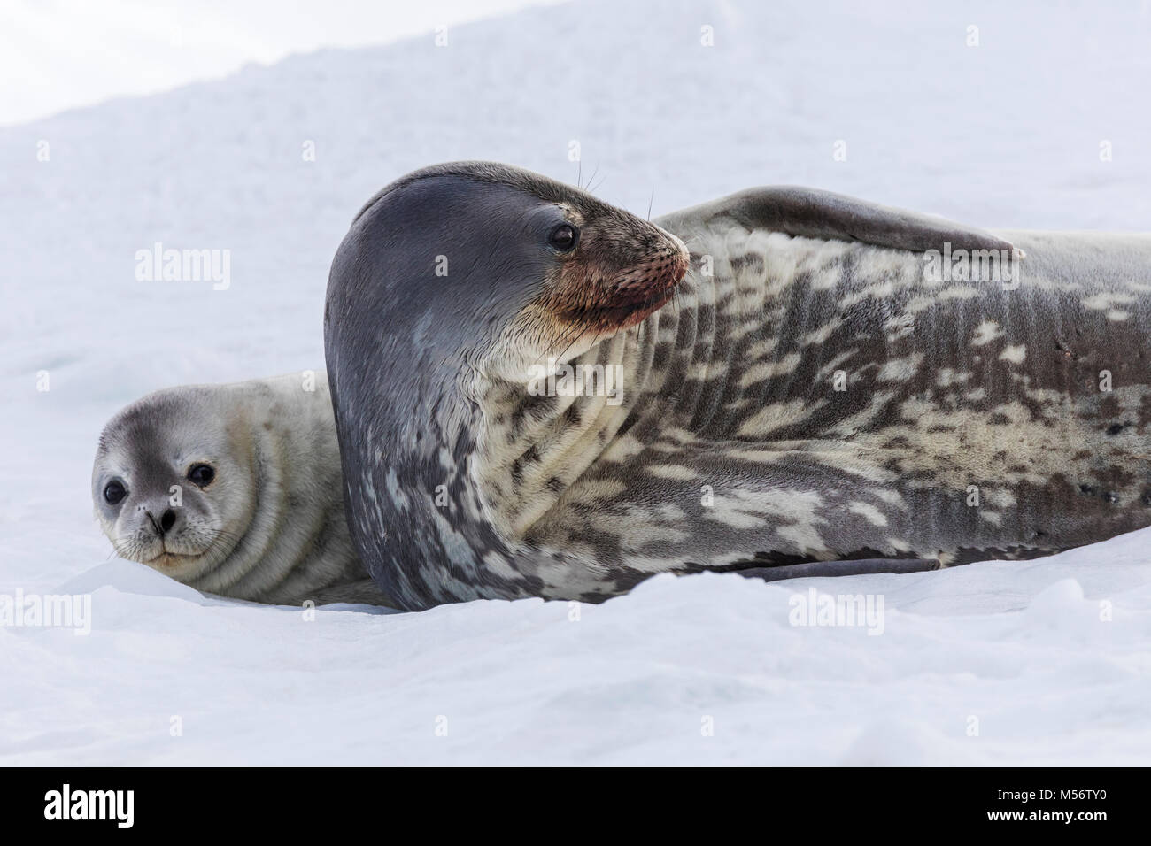 Phocidae family hi-res stock photography and images - Alamy