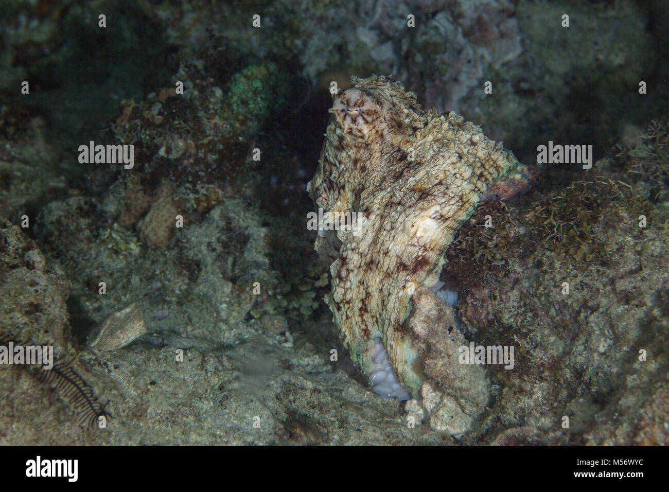 Octopus in the night time near Panglao Island, Philippines Stock Photo ...