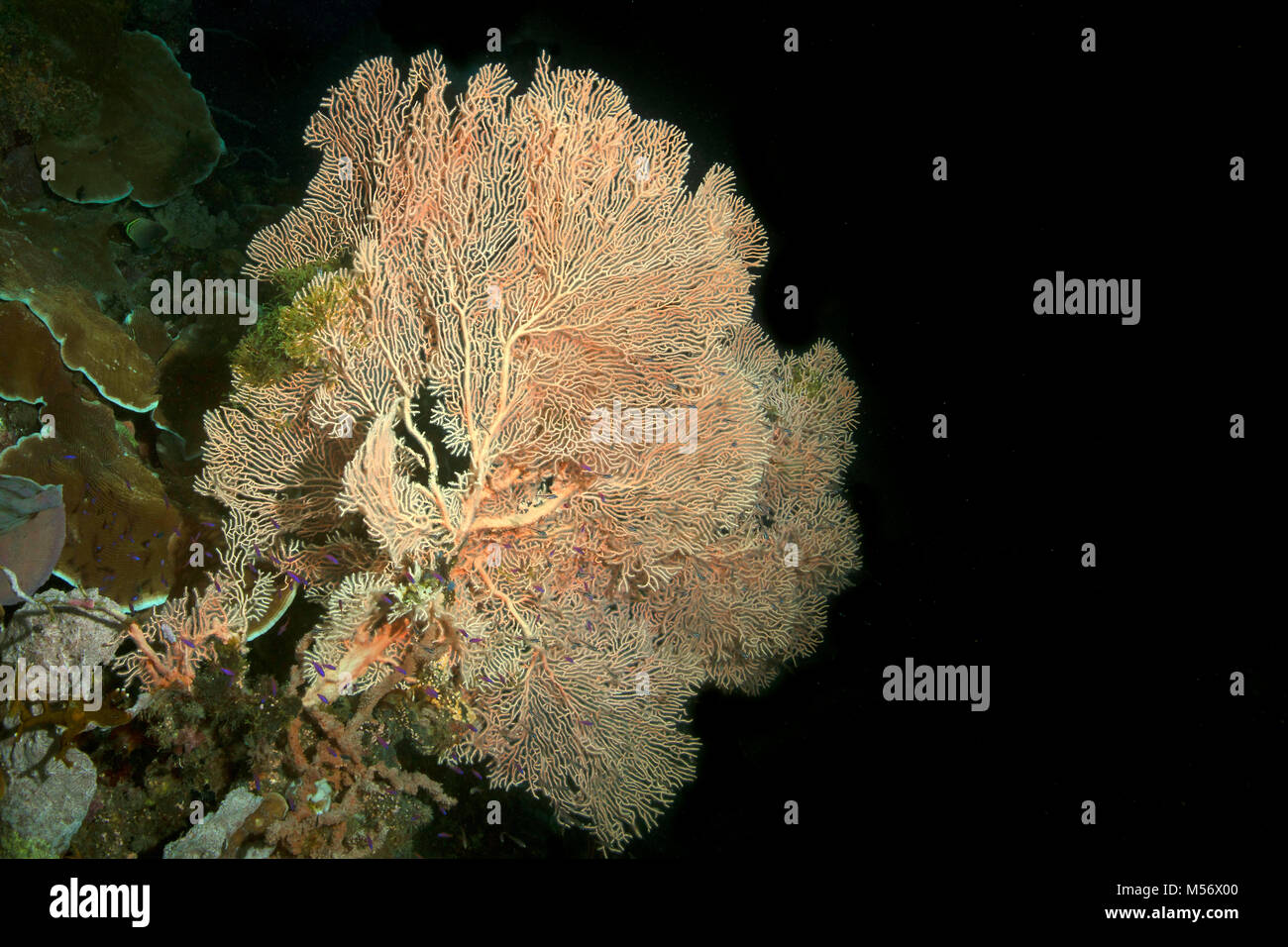 Gorgonia hi-res stock photography and images - Alamy