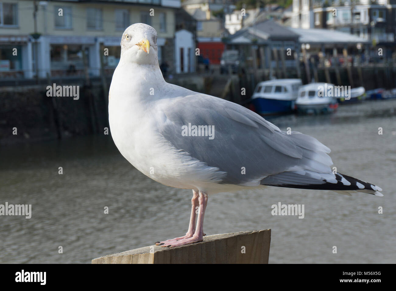 Aggressive seagull hi-res stock photography and images - Alamy