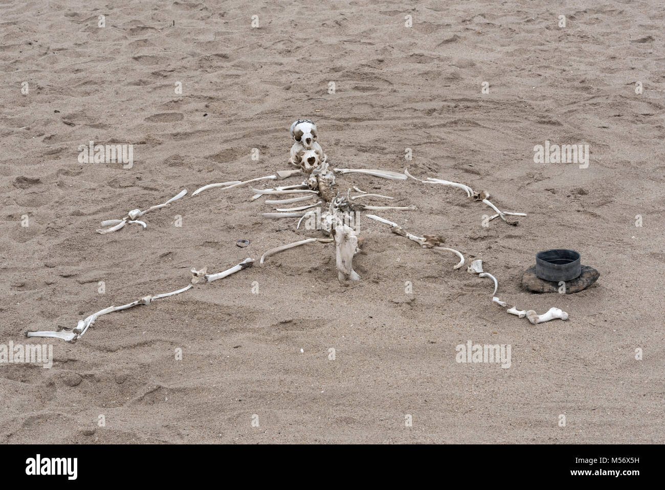 human skeleton built from animal bones on the Skeleton Coast in Namibia ...