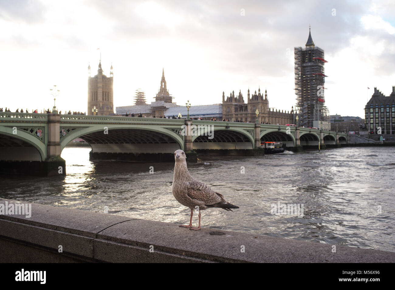A London Southbank seagull perched on a wall with Westminster bridge ...