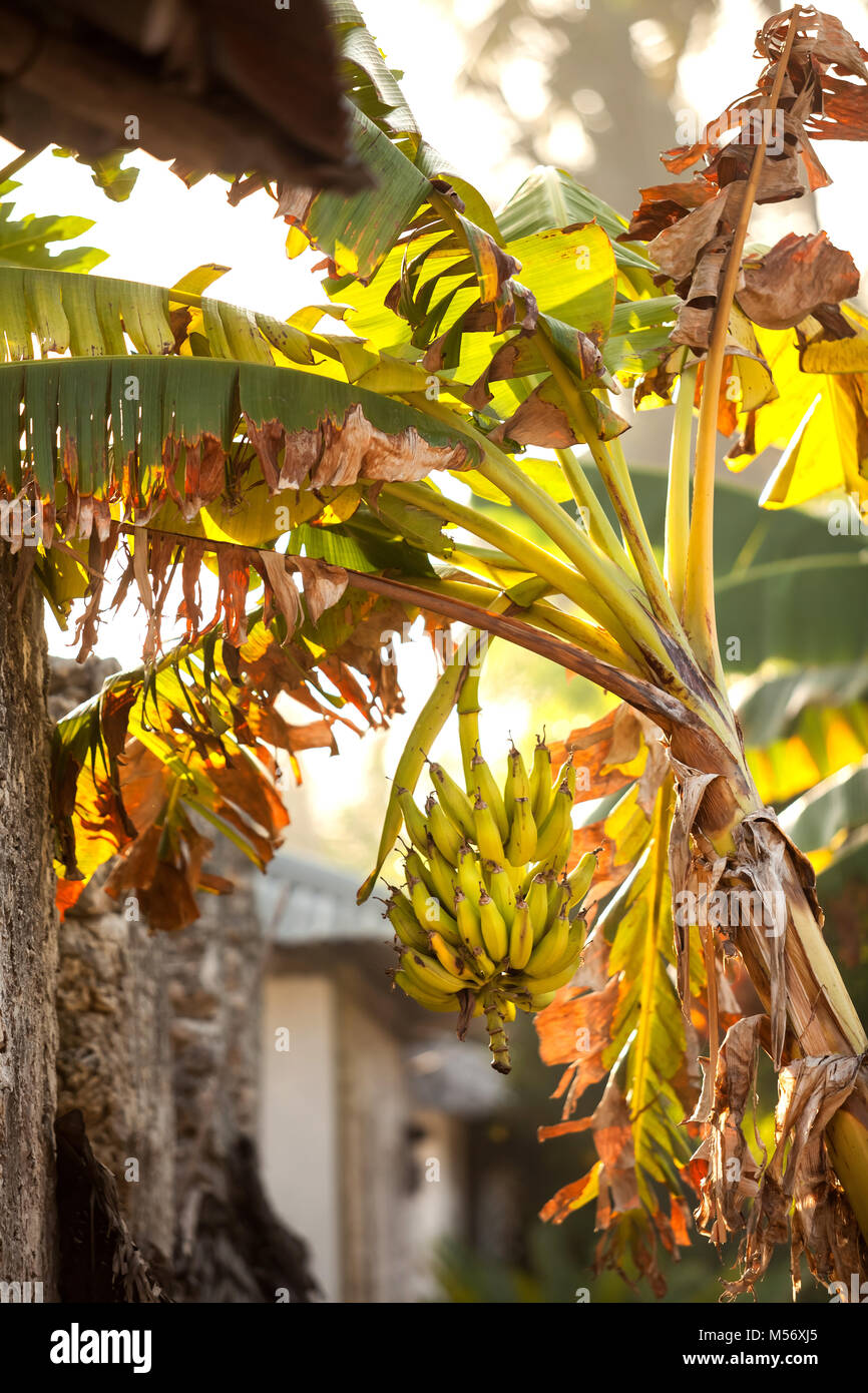 Ripe Banana Tree Plant