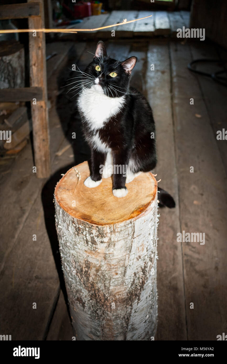 Young black and white cat tree trunk hi-res stock photography and ...
