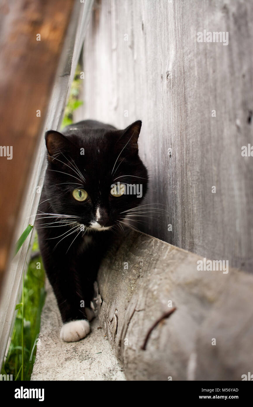 Sneaking along a house hi-res stock photography and images - Alamy