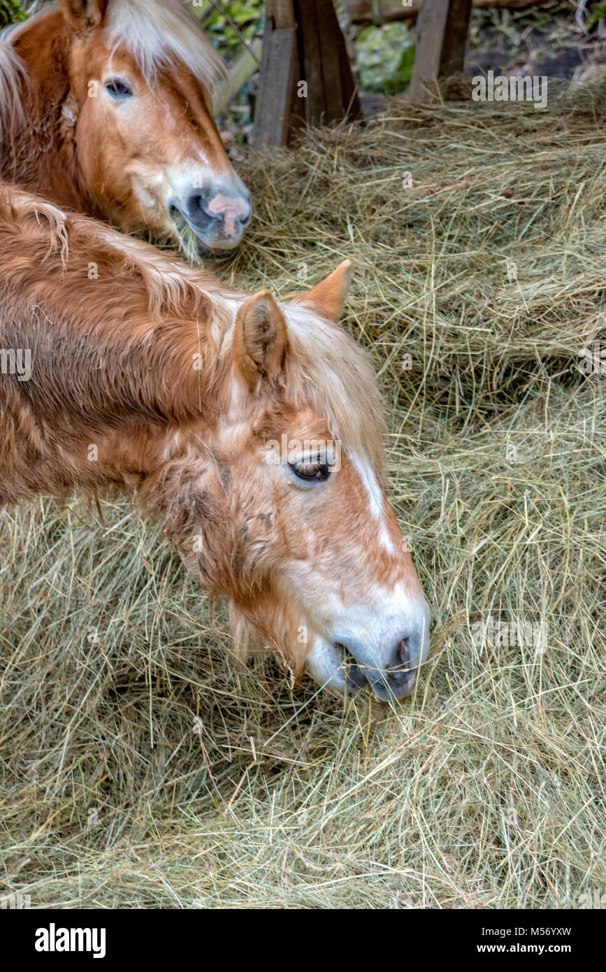 Small brown pony eats hay in the pasture Stock Photo - Alamy
