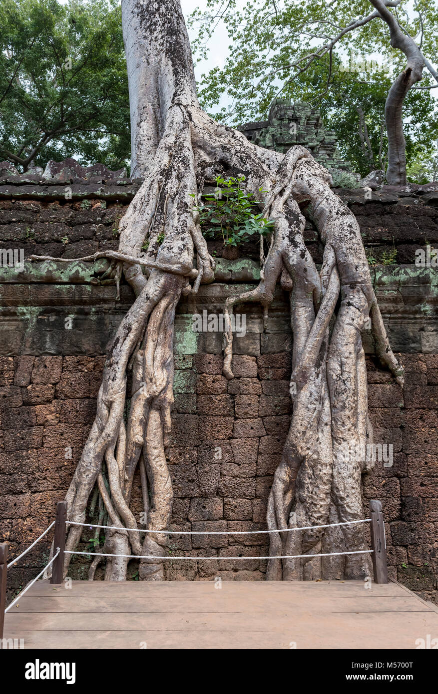 Cambodia jungle tree roots hi-res stock photography and images - Alamy