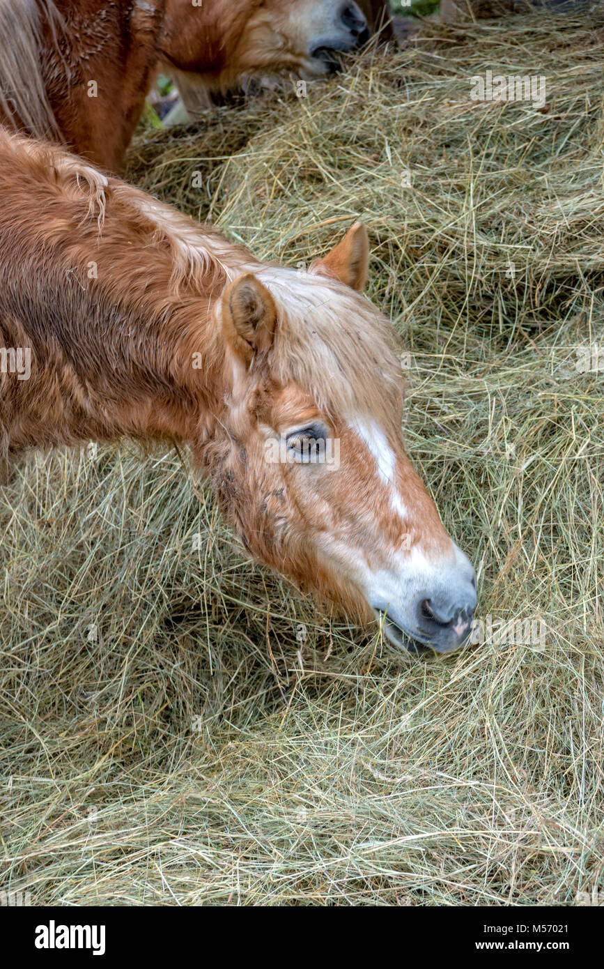 Small brown pony eats hay in the pasture Stock Photo - Alamy